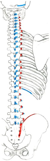 Brain-Friendly Muscle Viewer - Group 8 - Spine